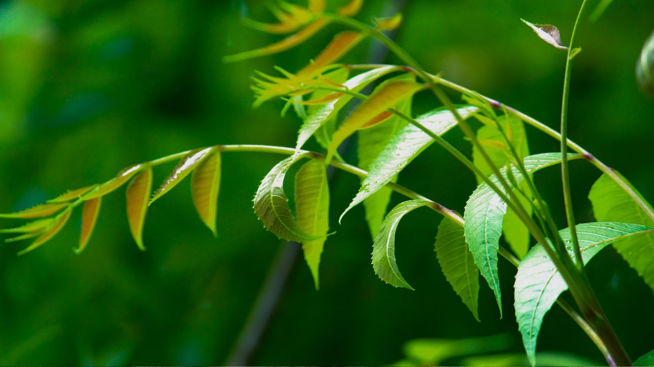 Planta Neem: Usos, Beneficios y Aplicaciones